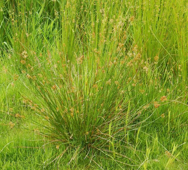 common rush (Steigerwald 2017 Plant Species) · iNaturalist