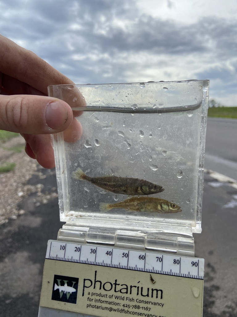 Brook Stickleback from SD-28, Willow Lake, SD, US on May 30, 2024 at 09 ...