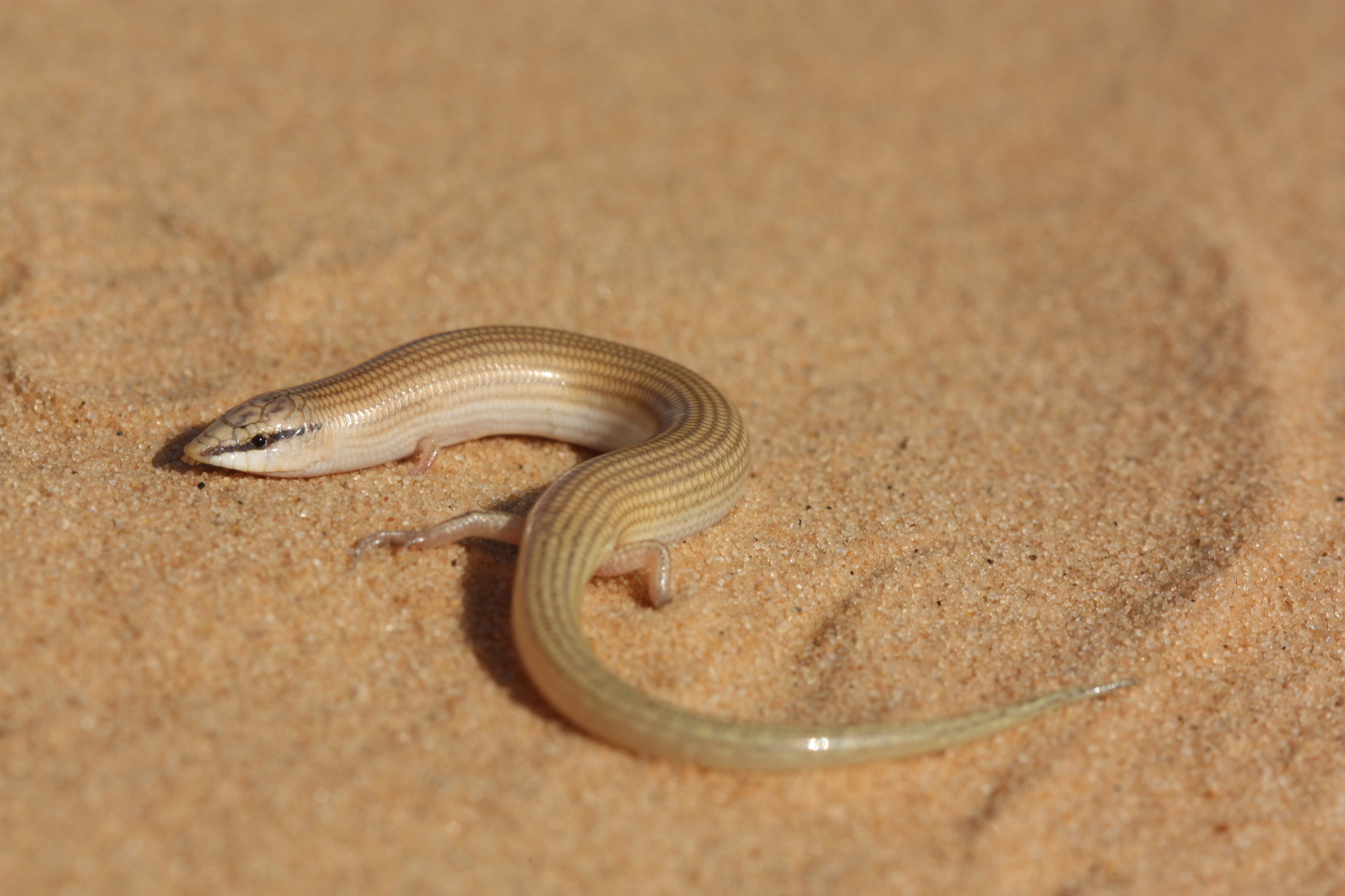 Chalcides sepsoides (Audouin, 1829)