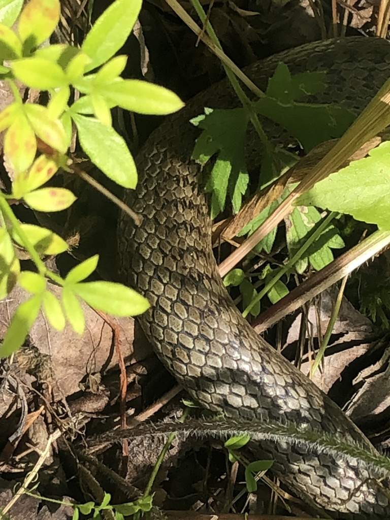 Smooth Snake in May 2024 by findemichzurechtindernatur · iNaturalist