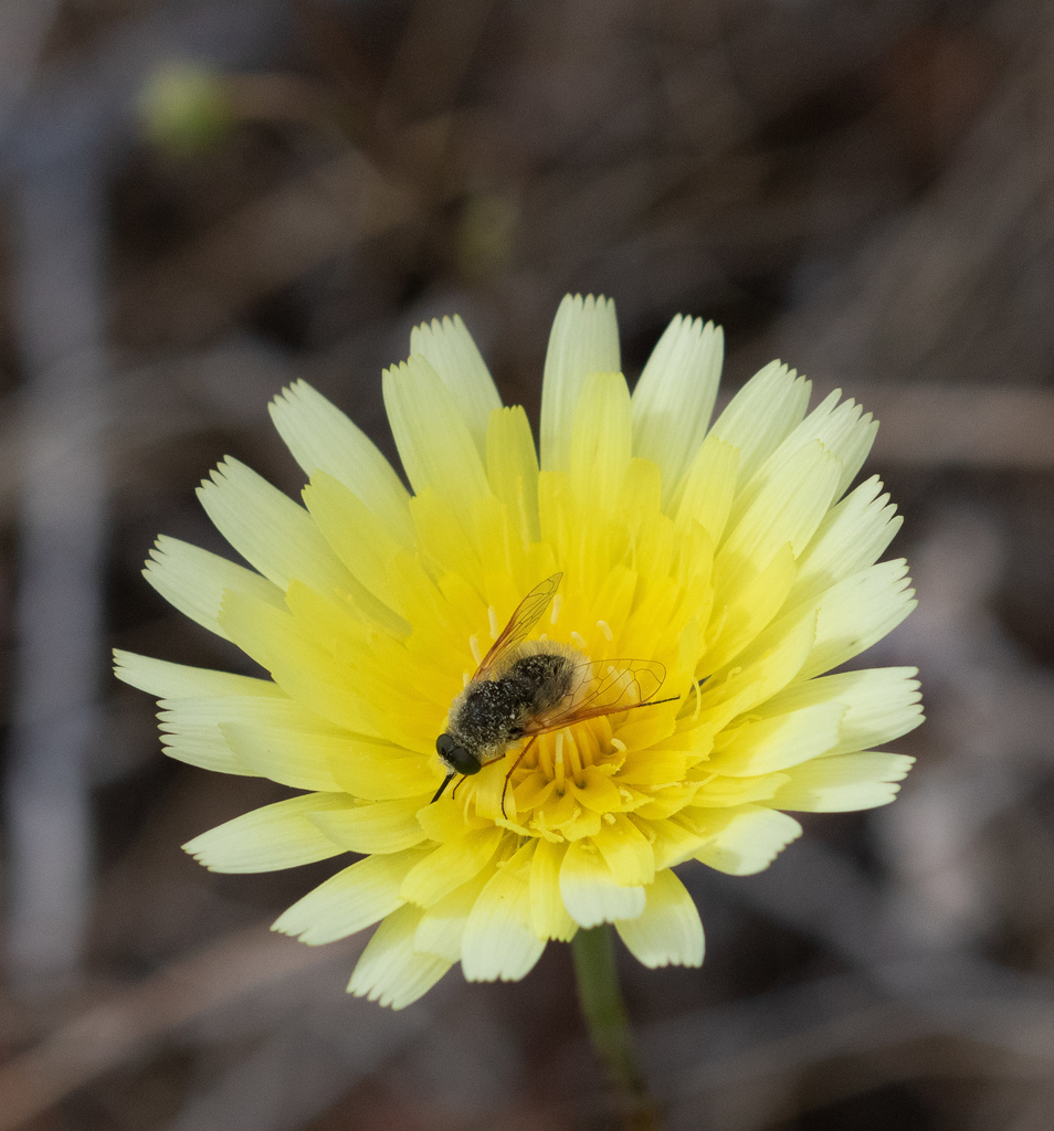 Lordotus from San Bernardino County, CA, USA on April 16, 2019 at 09:44 ...