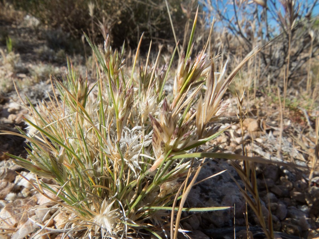 fluffgrass (Bunchgrasses of the McDowell Sonoran Preserve) · iNaturalist