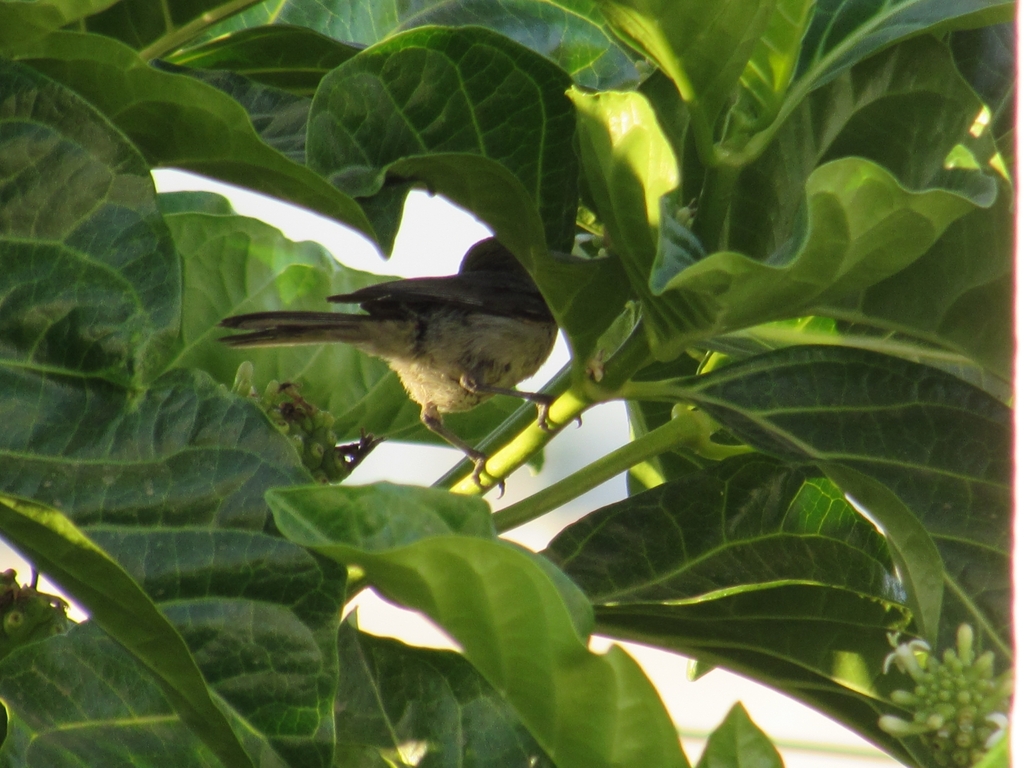 Verdin in May 2024 by Éthel Ramírez · iNaturalist