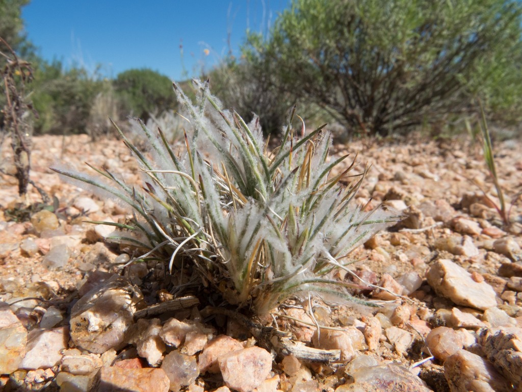 fluffgrass (Bunchgrasses of the McDowell Sonoran Preserve) · iNaturalist