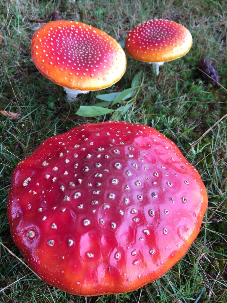Fly Agaric from Rosebery Golf Course, , TAS, AU on May 30, 2017 at 12: ...