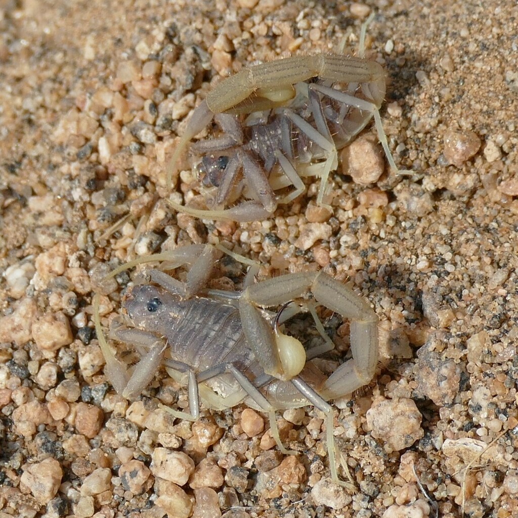 Uroplectes pilosus from Messum crater, Regon Erongo, Namibia on May 30 ...