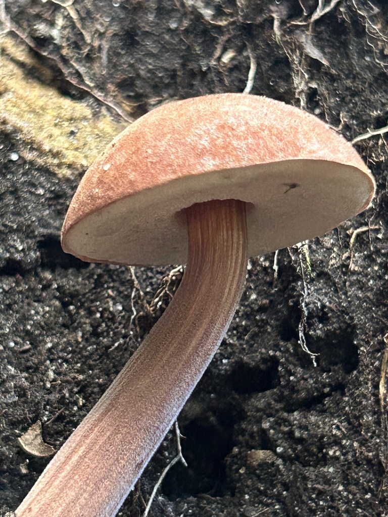 Graceful Bolete from Natural Bridge State Resort Park, Slade, KY, US on ...
