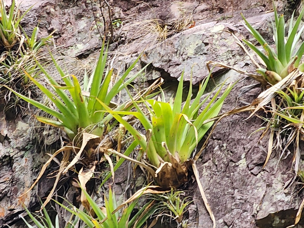 Tillandsia cretacea from Ocampo, Chih., México on April 12, 2024 at 11: ...