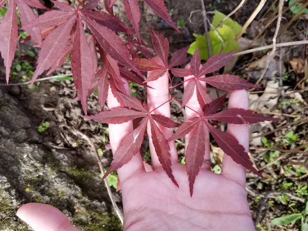 Japanese maple from 26 S Franklin St, Athens, NY 12015, USA on May 9 ...