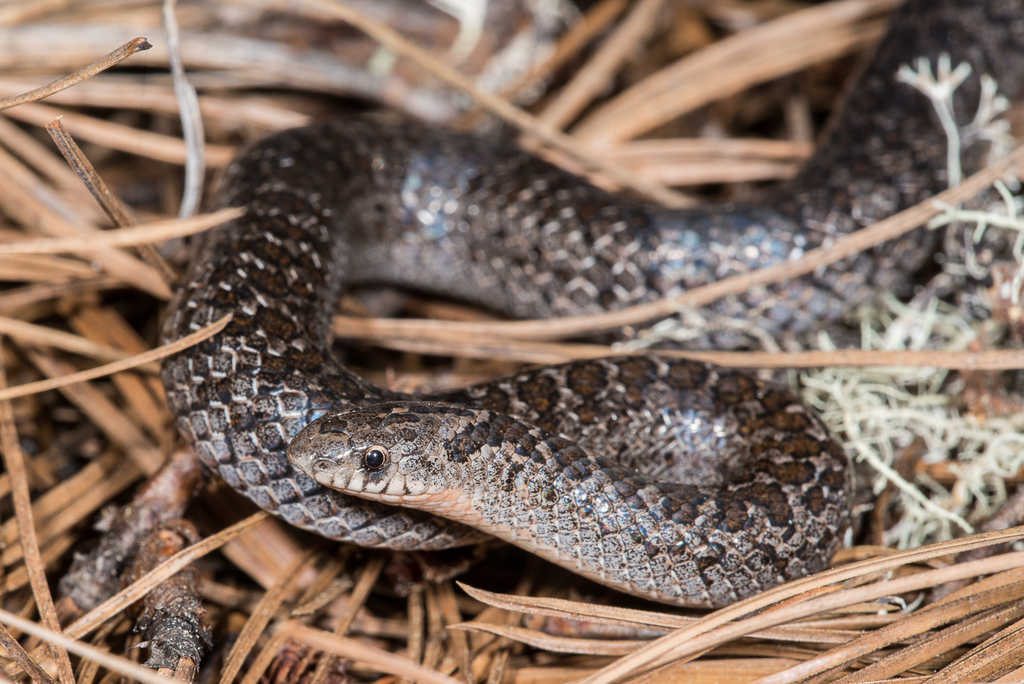 Large-blotched Tolucan Ground Snake (Conopsis megalodon) - Snakes and ...