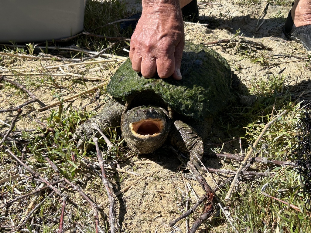 Common Snapping Turtle from Dusty Ln, Keystone, NE, US on May 29, 2024 ...
