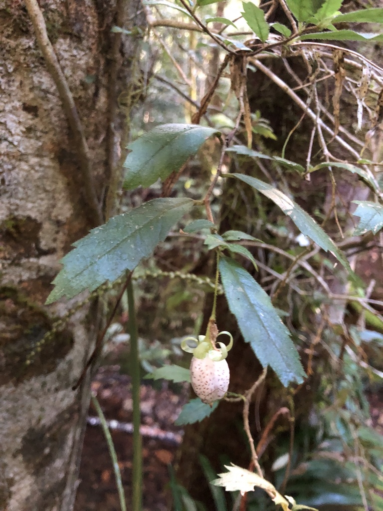 fieldia from Gibraltar Range National Park, Gibraltar Range, NSW, AU on ...