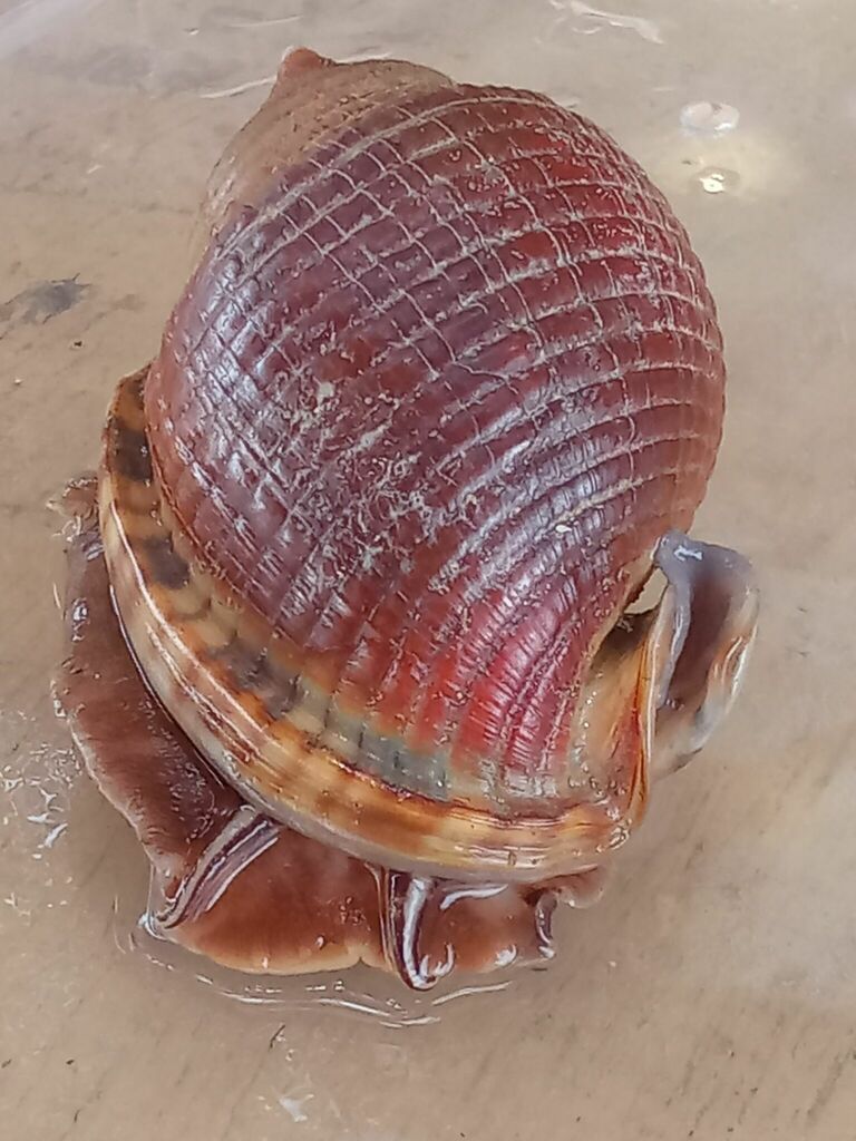 Mediterranean bonnet snail from Saïdia on May 27, 2024 at 01:44 PM by ...