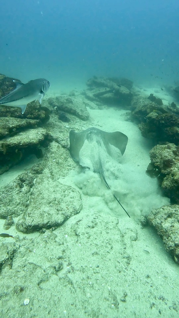 Longtail Stingray from Gulf of California, MX on May 24, 2024 at 09:25 ...