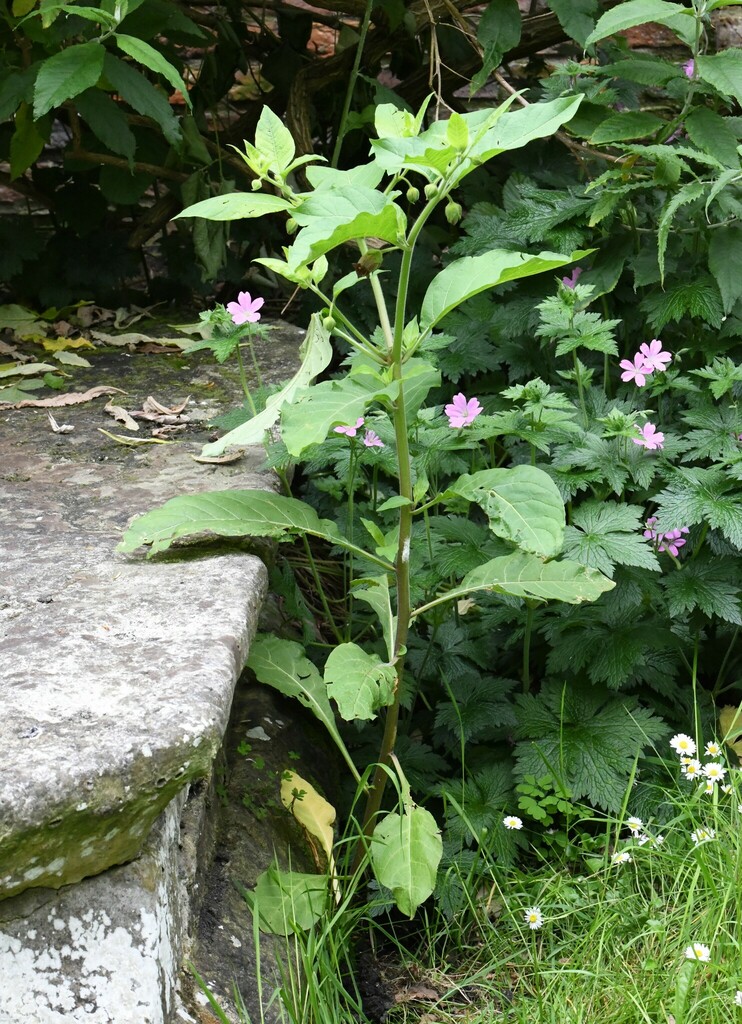 Deadly Nightshade from City Centre, York, UK on May 25, 2024 at 02:53 ...