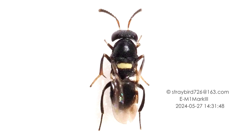Encyrtus infidus from 中国北京市门头沟区RHQJ+4FP 邮政编码: 102461 on May 27, 2024 at ...