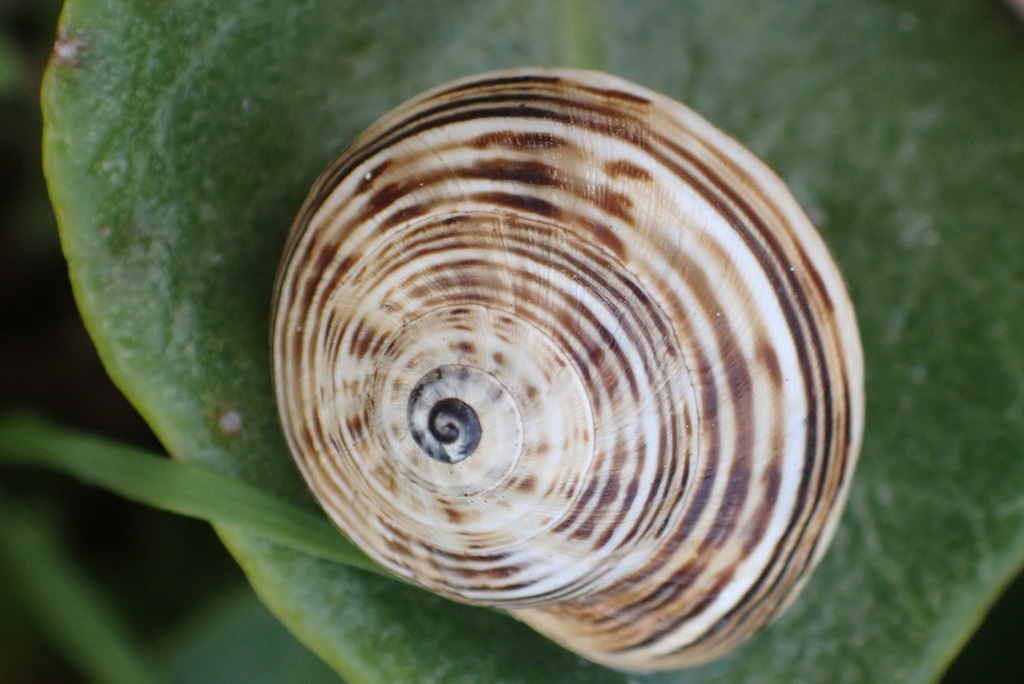White Italian Snail from Buffalo Bay Trail, Buffels Bay, 6570, South ...