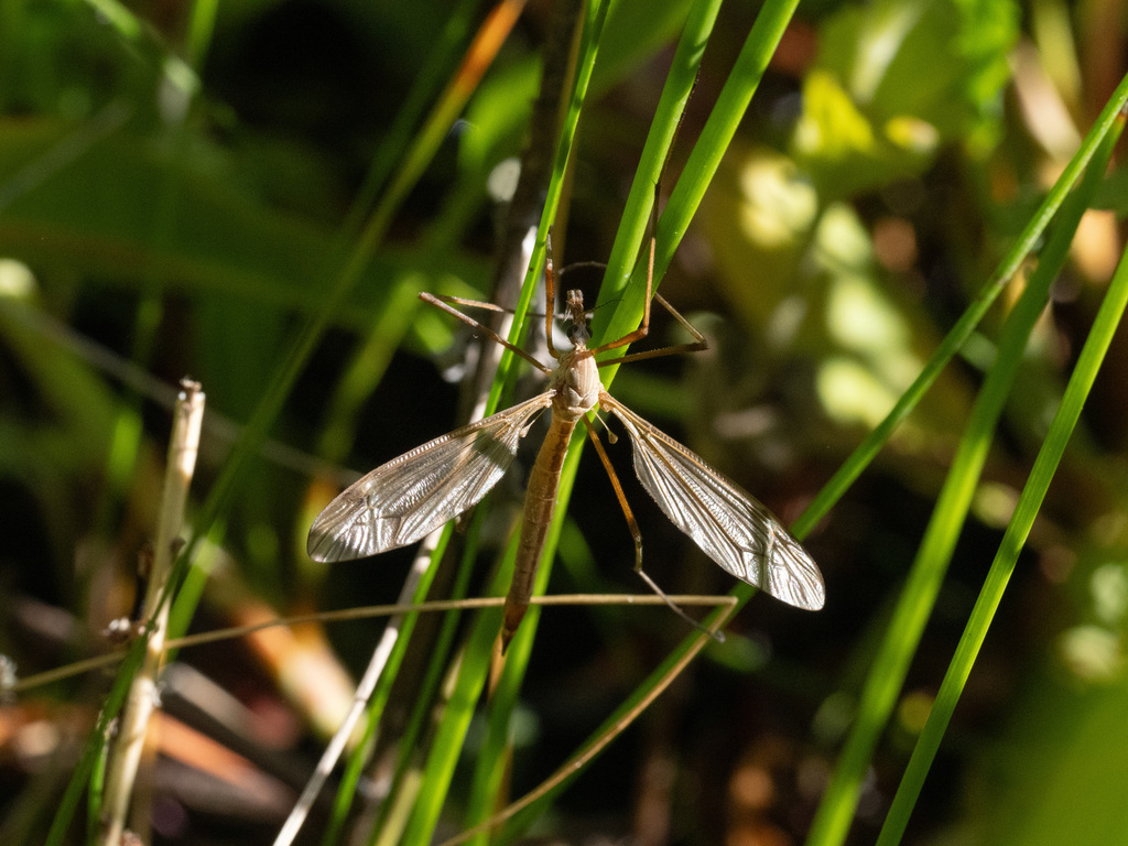 Marsh Crane Fly from San Diego County, CA, USA on May 27, 2024 at 09:32 ...
