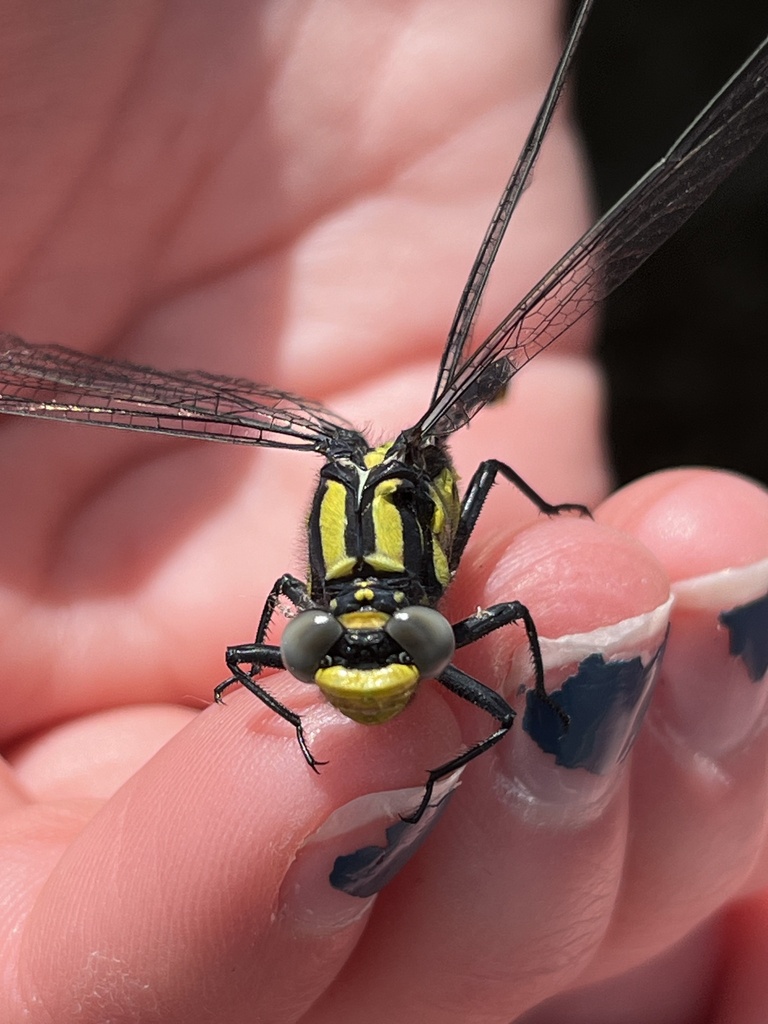 Pacific Clubtail from Garden Ave, Eugene, OR, US on May 29, 2024 at 02: ...