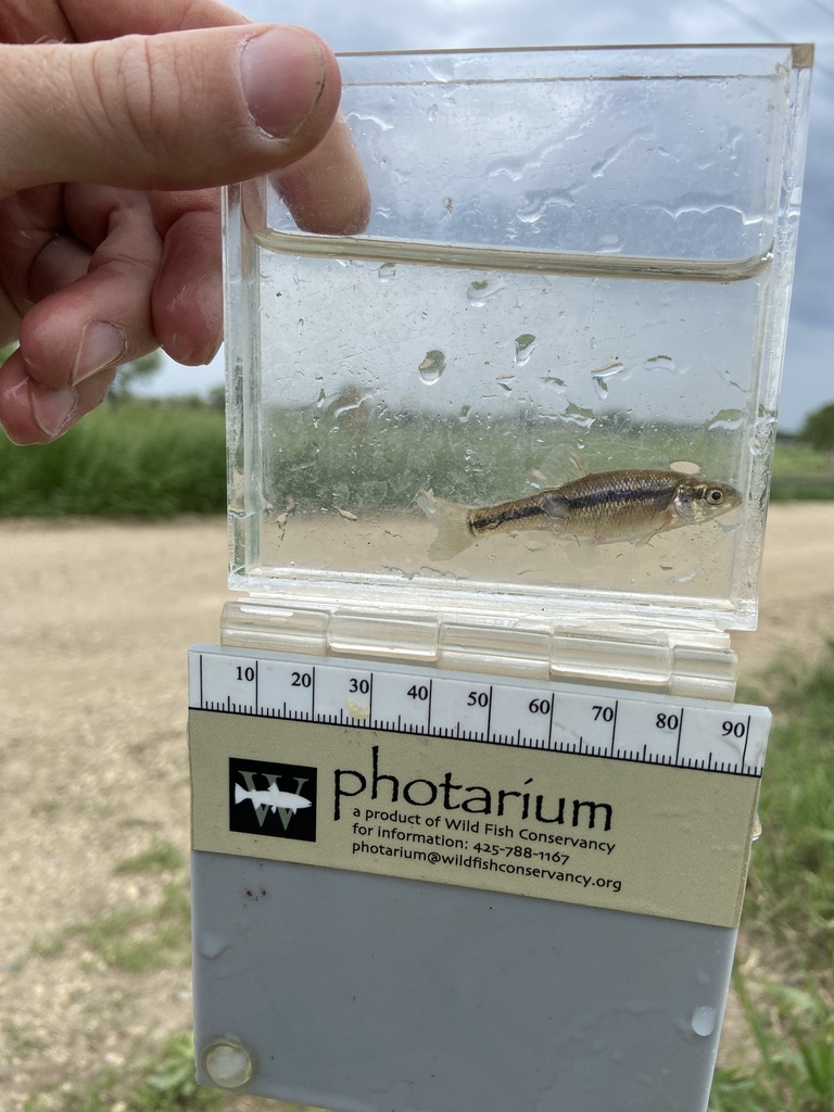 Fathead Minnow from 476th Ave, White, SD, US on May 30, 2024 at 11:34 ...