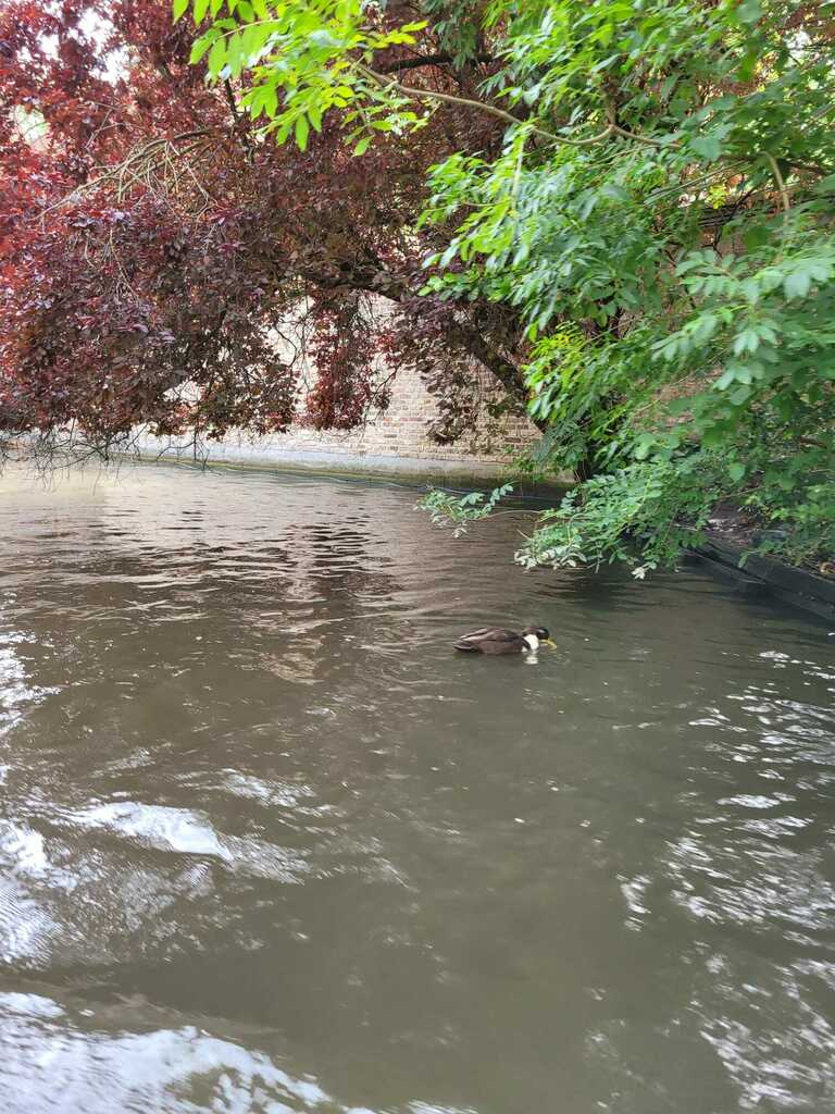 Ducks, Geese, and Swans from Palm Beach County, FL, USA on May 16, 2024 ...
