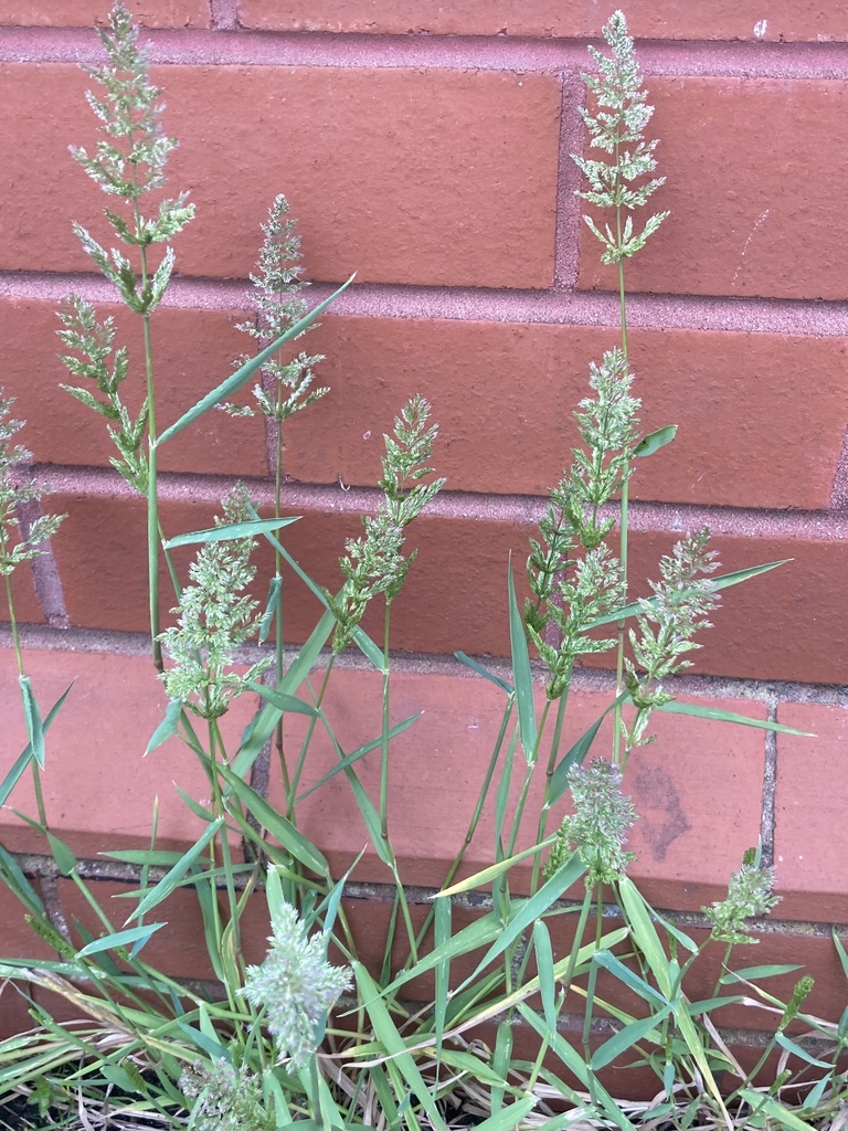 water beard grass from Lloyd Street South, Manchester, England, GB on ...