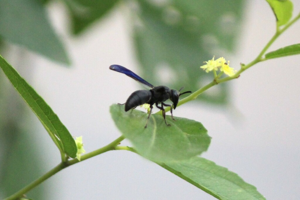 Allorhynchium in May 2024 by Xian Zhou. On red date tree apparently ...