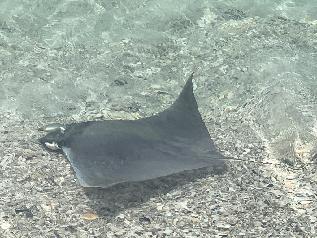 Atlantic Pygmy Devil Ray in May 2024 by nje171 · iNaturalist