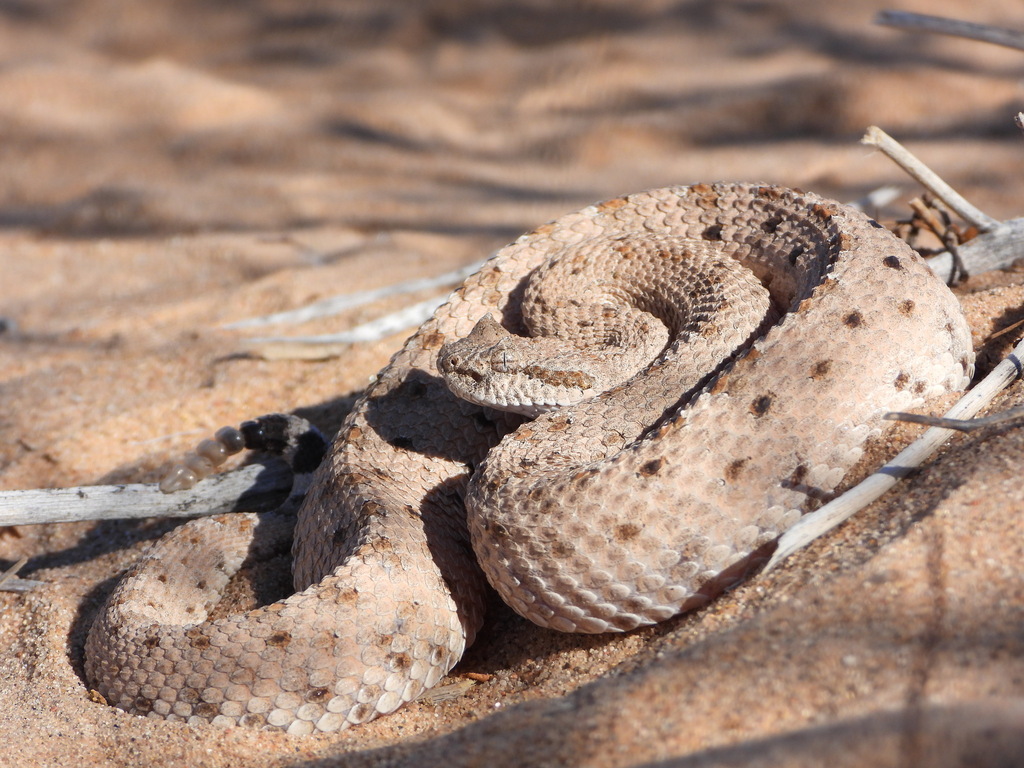 Colorado Desert Sidewinder from Barry Goldwater Range, Yuma, AZ, US on ...