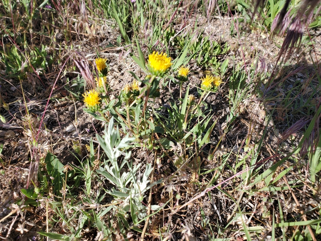curlytop gumweed from Arizona & 35th, Los Alamos, NM 87544, USA on May ...
