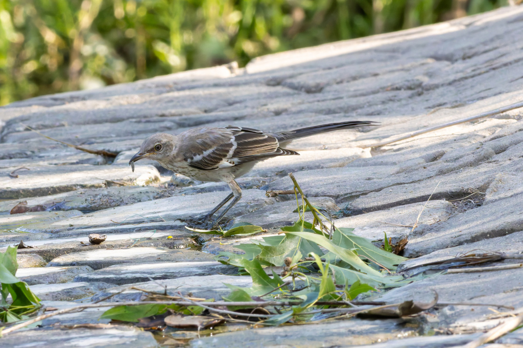 Northern Mockingbird from Northeast Carrollton, Carrollton, TX, USA on ...