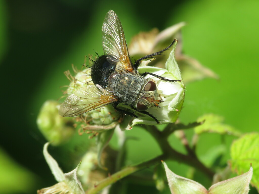 Hornworm Tachinid Fly from Winnebago County, IL, USA on May 30, 2024 at ...