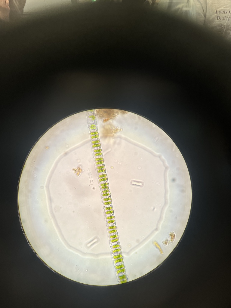 Desmidium baileyi from Cranberry Lakes, West Harrison, NY, US on May 30 ...