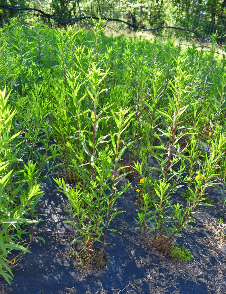 grand collomia from FBP Native Plant Nursery Lane County, OR, USA on ...