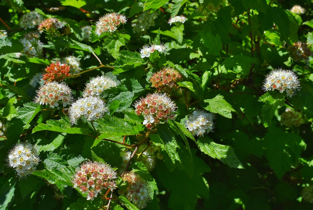 Pacific ninebark from FBP Native Plant Nursery Lane County, OR, USA on ...