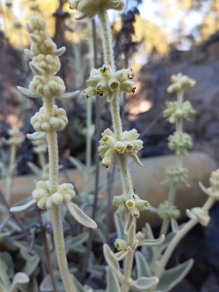 Sideritis soluta soluta (Tenerife Plants Lamiales) · iNaturalist