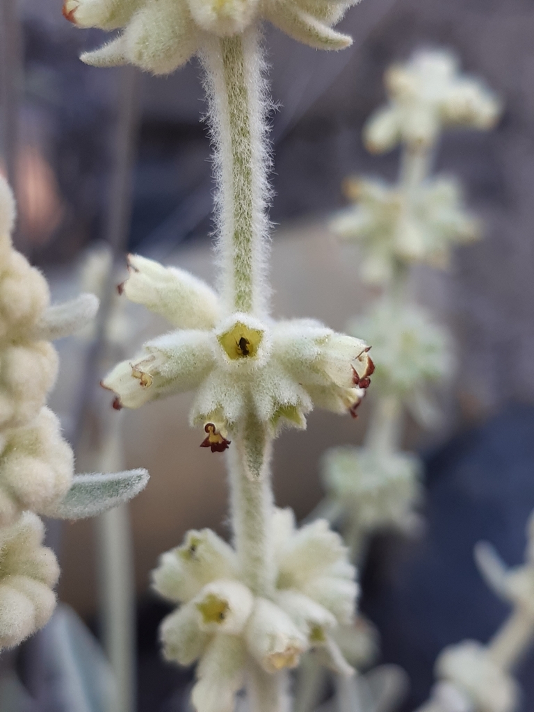 Sideritis soluta soluta (Tenerife Plants Lamiales) · iNaturalist