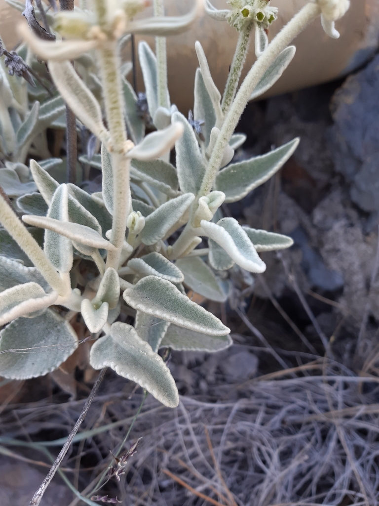 Sideritis soluta soluta (Tenerife Plants Lamiales) · iNaturalist