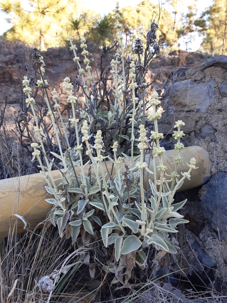 Sideritis soluta soluta (Tenerife Plants Lamiales) · iNaturalist