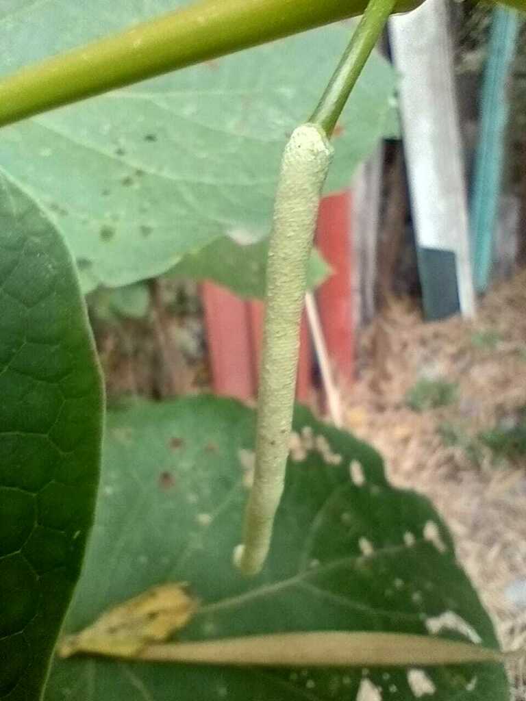 Root Beer Plant from 73080 Xicotepec de Juárez, Pue., México on May 30 ...