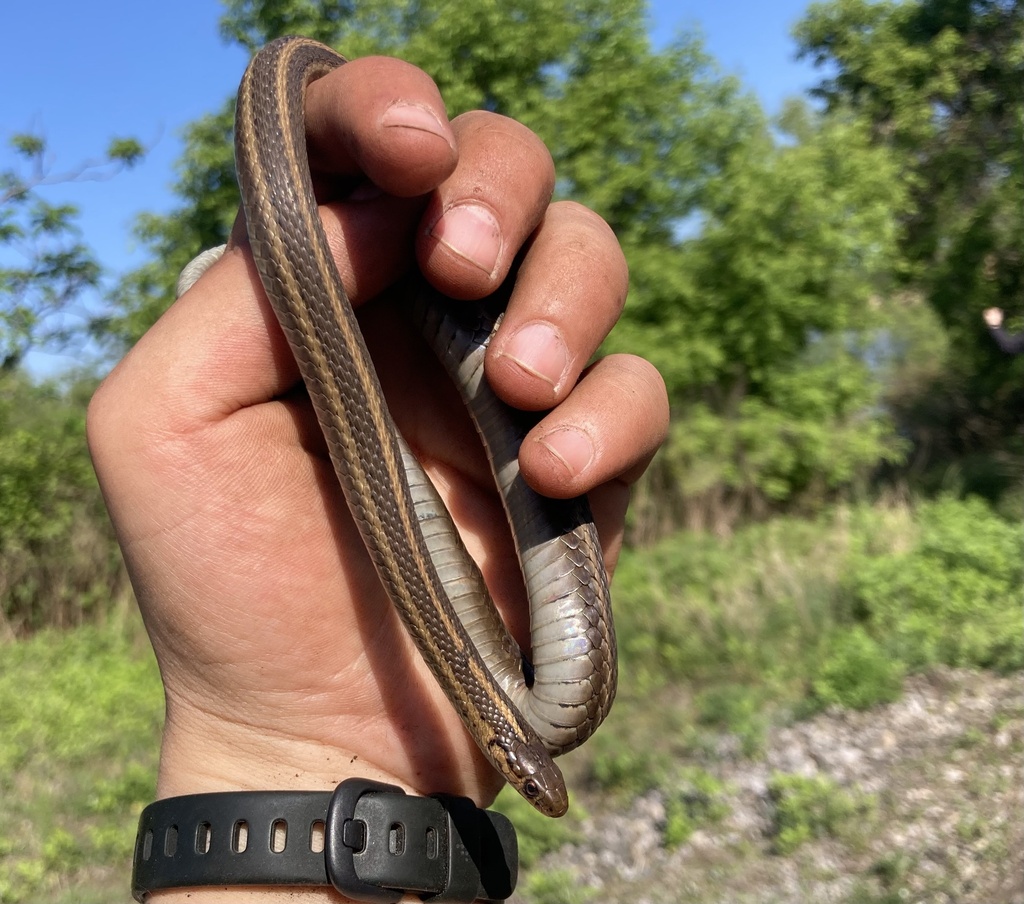 Short-headed Garter Snake in May 2024 by Ryan Zucker · iNaturalist