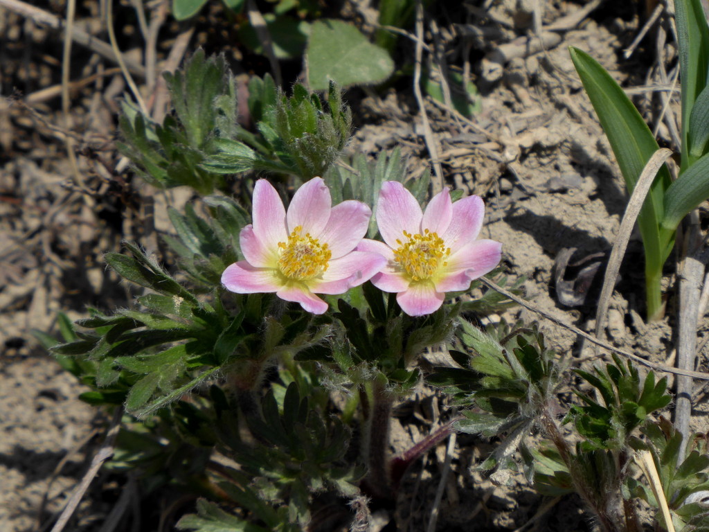 Cutleaf Anemone (Rocky Mountain Wildflowers) · iNaturalist