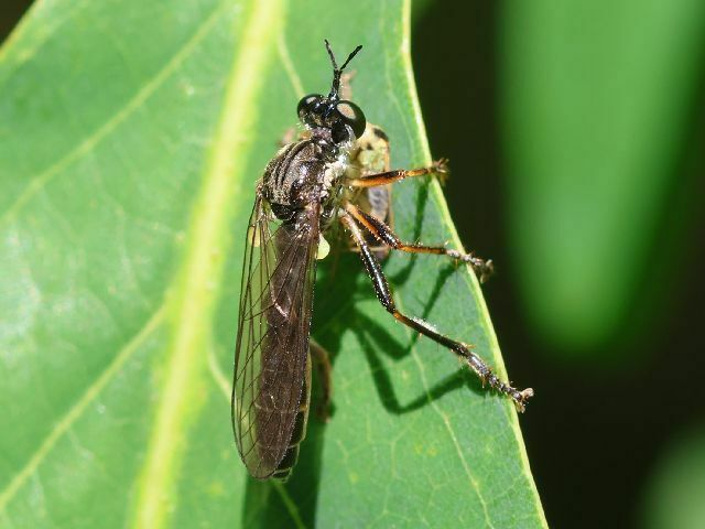 Stripe-legged Robber Fly from Oakland Lake Wildflower Meadow, Bayside ...