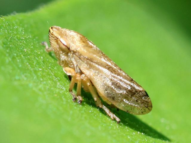 Meadow Spittlebug from Oakland Lake Wildflower Meadow, Bayside, Queens ...