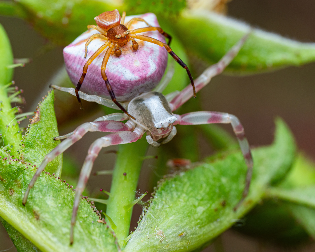 Pink Crab Spider from Schwetzingen, Baden-Württemberg, DE on May 26 ...