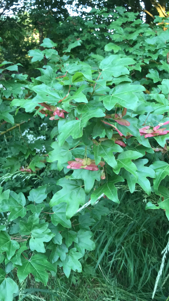 maples from Viby J on May 30, 2024 at 09:05 PM by lenekieldsen ...