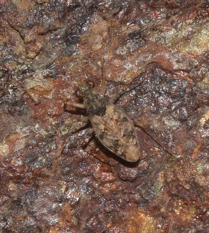 Leptopus marmoratus from Almería, España on May 29, 2024 at 12:20 PM by ...