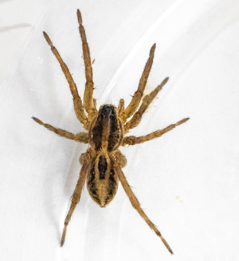 lance wolf spider from Centerville, OH, USA on May 29, 2024 at 09:13 PM ...