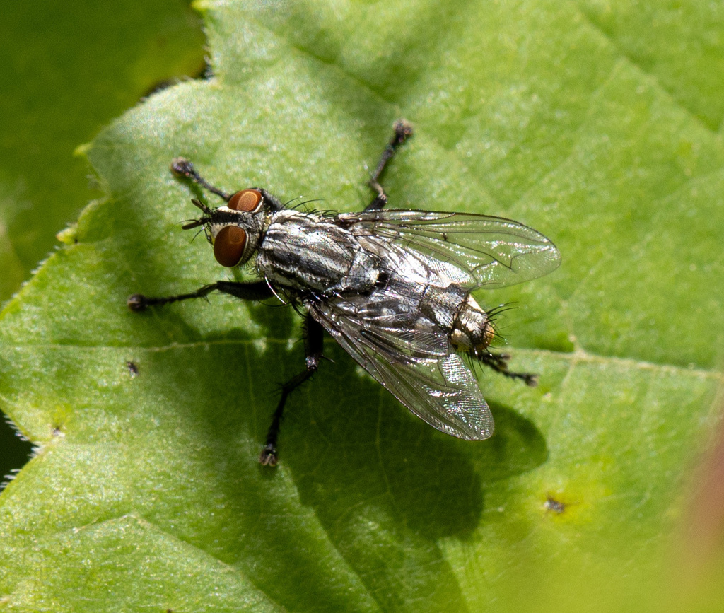 Typical Flesh Flies from Centerville, OH, USA on May 30, 2024 at 01:28 ...