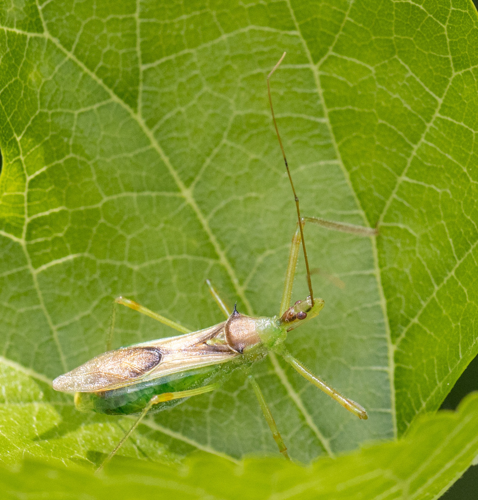 Pale Green Assassin Bug from Centerville, OH, USA on May 30, 2024 at 02 ...